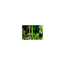 Floraworld Metallpflanzstab classic, 1800/16mm Stahl (011006)