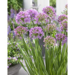 Zierlauch 'Millenium' 24 cm Topf