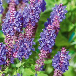 Steppensalbei 'Marvel' verschiedene Farben 13 cm Topf