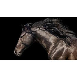 SONSTIGE Bild HORSE POWER S