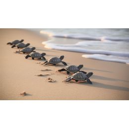 SONSTIGE Bild LITTLE TURTELS