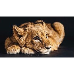 SONSTIGE Bild LOVELY LION S