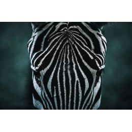 SONSTIGE Bild ZEBRA S