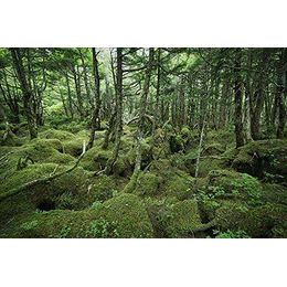 SONSTIGE Bild GREEN WOOD S