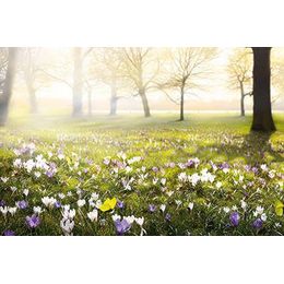 SONSTIGE Bild KROKUSWIESE S