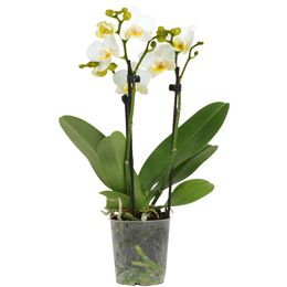 Schmetterlingsorchidee 2 Rispen Farbmix, 9 cm Topf
