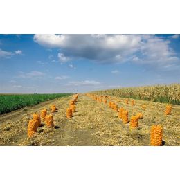 ZILL Raschels&auml;cke, 100er Pack, goldgelb mit Zugband 51x80, Gartens&auml;cke