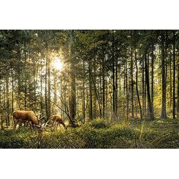 SONSTIGE Bild REHE IM WALD S