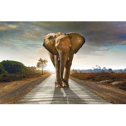 SONSTIGE Bild ELEFANT