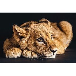SONSTIGE Bild LOVELY LION S