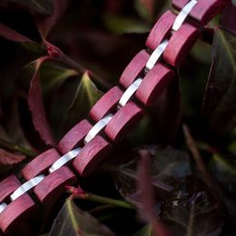 Holzkern Armband Fantasia (Amaranth/Silber), Naturholz, Damen, gr&ouml;&szlig;enverstellbar