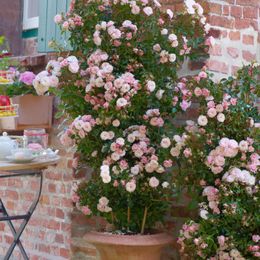 Zwerg-Kletterrose Starlet Rose 'Alina' C6 Liefergr&ouml;&szlig;e: mindestens 3 starke Triebe