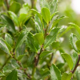 Stechpalme - Ilex 'Heckenfee' 3 Liter Container, 30 - 40 cm Liefergr&ouml;&szlig;e: 30 - 40 cm