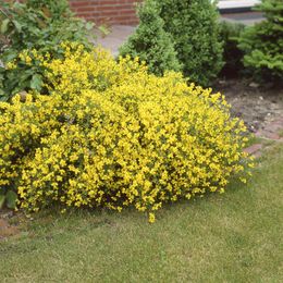 Steinginster 'Lydia' (Zwergform) 3 Liter Container, 40 - 60 cm hoch Liefergr&ouml;&szlig;e: 40 - 60 cm