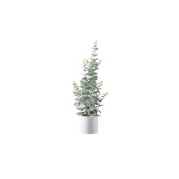 H&ouml;ffner Eukalyptus getopft &brvbar; gr&uuml;n &brvbar; Kunststoff &brvbar; Ma&szlig;e (cm): H: 65 &raquo; H&ouml;ffner