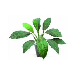 EUROPALMS Mangoldbusch 16Bl&auml;tter (low budget) 45cm, Kunstpflanze