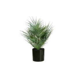 EUROPALMS F&auml;cherpalme, Kunstpflanze, 55cm