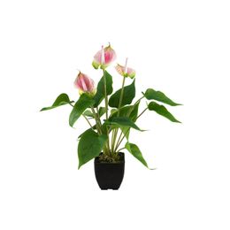 EUROPALMS Anthurie, Kunstpflanze, wei&szlig; pink