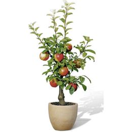 Naturtalent by toom&reg; Bio Zwerg-Apfel 23 cm Topf