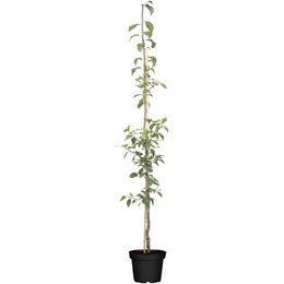 naturtalent by toom Naturtalent by toom&reg; Bio-S&auml;ulenzwetsche 'Aroma Spur &reg;' 25 cm Topf