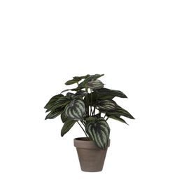 Mica Decorations Kunstpflanze Peperomia 24 x &Oslash; 23 cm