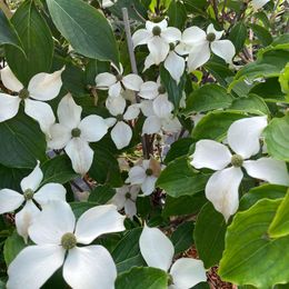 Japanischer Blumen-Hartriegel 'Bultincks Giant Flower', 40 - 60 cm Liefergr&ouml;&szlig;e: 40 - 60 cm