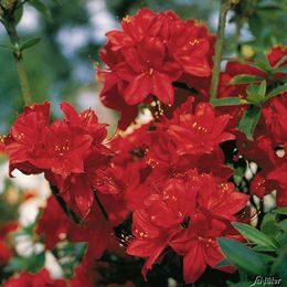 Duftazalee 'Nabucco', 5 Liter, 30 - 40 cm Liefergr&ouml;&szlig;e: 30-40 cm