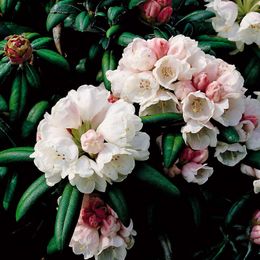 Ball-Rhododendron 'Koichiro Wada', 3 - 5 Liter, 25 - 30 cm Liefergr&ouml;&szlig;e: 25 - 30 cm