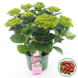 Hortensie 'Magical Green Fire' Liefergr&ouml;&szlig;e: 30 - 40 cm