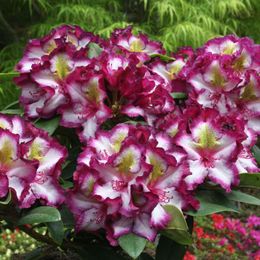 Rhododendron HAPPYdendron Pushy Purple INKARHO Liefergr&ouml;&szlig;e: 30 - 40 cm