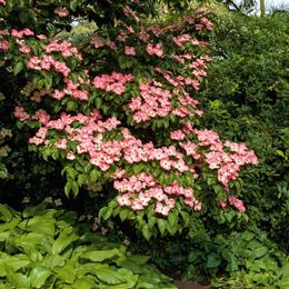 Japanischer Blumenhartriegel 'Satomi Compact' C5 40 - 60 cm Liefergr&ouml;&szlig;e: 40 - 60 cm