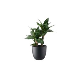 H&ouml;ffner Sansevieria getopft &brvbar; gr&uuml;n &brvbar; Kunststoff &brvbar; Ma&szlig;e (cm): H: 40 &raquo; H&ouml;ffner