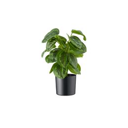 H&ouml;ffner Maranta getopft &brvbar; gr&uuml;n &brvbar; Kunststoff &brvbar; Ma&szlig;e (cm): H: 45 &raquo; H&ouml;ffner