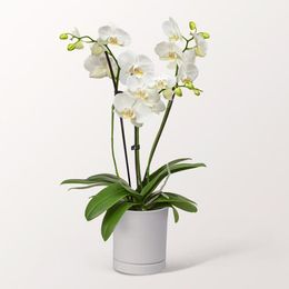 Wei&szlig;e Orchidee im Topf | FloraPrima Blumenversand | Blumen und mehr versenden