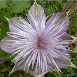 Clematis 'Crystal Fountain' TM Evipo 038 (N) Liefergr&ouml;&szlig;e: 60 - 100 cm