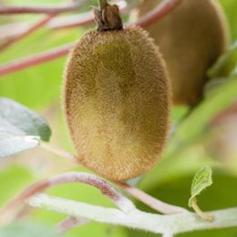 Kiwi 'Boskoop' Liefergr&ouml;&szlig;e: 40 - 60 cm