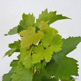 Weintraube 'Datteltraube' C3 Liefergr&ouml;&szlig;e: 80 - 100 cm