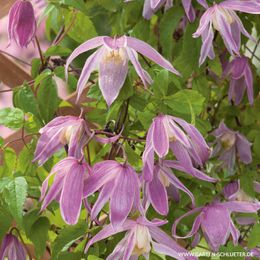 Clematis 'Rosy O' Grady' Liefergr&ouml;&szlig;e: 60 - 100 cm