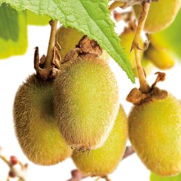 Selbstfruchtende Kiwi 'Jenny' Liefergr&ouml;&szlig;e: 60 - 100 cm