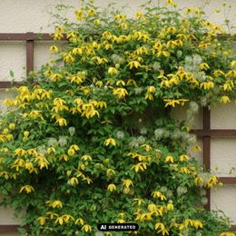 Clematis 'Golden Harvest' Liefergr&ouml;&szlig;e: 60 - 100 cm