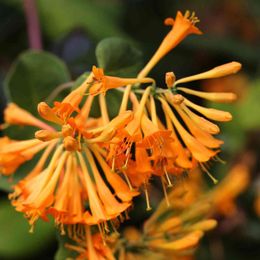 Goldgei&szlig;blatt / Jel&auml;ngerjelieber Liefergr&ouml;&szlig;e: 40 - 60 cm