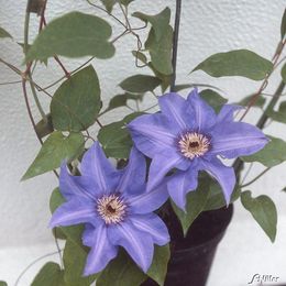 Clematis 'K&ouml;nigskind ' Liefergr&ouml;&szlig;e: 40 - 60 cm