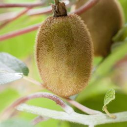 Gro&szlig;e, selbstfruchtende Kiwi 'Solissimo renact' Liefergr&ouml;&szlig;e: 60 - 100 cm