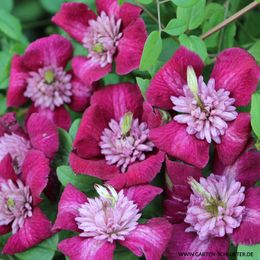 Clematis viticella 'Avant-garde' TM Evipo 033N. Liefergr&ouml;&szlig;e: 60 cm - 100 cm