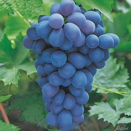 Weintraube 'Muscat bleu' Liefergr&ouml;&szlig;e: 40 - 60 cm