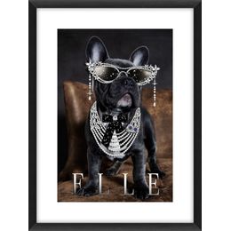 SONSTIGE Bild BULLDOG ELLE