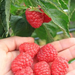 Zwerg-Herbsthimbeere Lowberry 'Little Sweet Sister ' Liefergr&ouml;&szlig;e: 40-60 cm