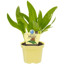 blu Bio-B&auml;rlauch 12 cm Topf
