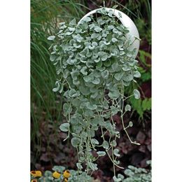 Silberregen "Silver Falls" 3er Set, 10,5 cm Topf