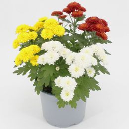 Herbstchrysantheme Pompon Trio 12 cm Topf